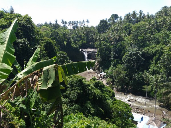 Bali, Indonesia - And the Glories of Drinking Poo, AKA Luwak Coffee ...