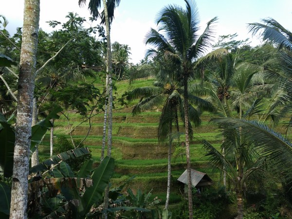 Bali, Indonesia - And the Glories of Drinking Poo, AKA Luwak Coffee ...