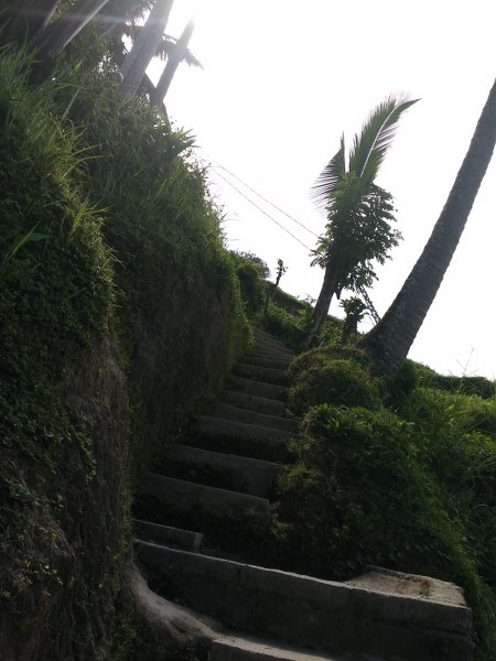 Bali, Indonesia - And the Glories of Drinking Poo, AKA Luwak Coffee ...