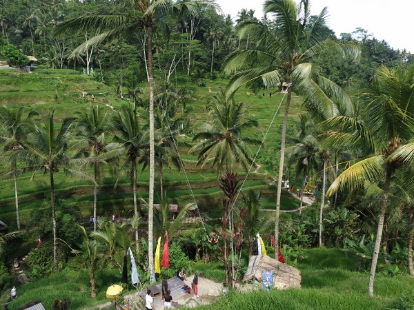 Bali, Indonesia - And the Glories of Drinking Poo, AKA Luwak Coffee ...
